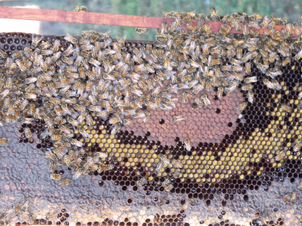 Cómo lograr un nivel adecuado de reservas en las colonias de abejas ...